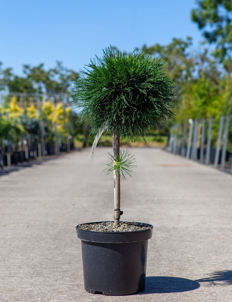 Pinus mugo ‘Varella’ – Conifère nain en boule dense, idéal rocailles et ...