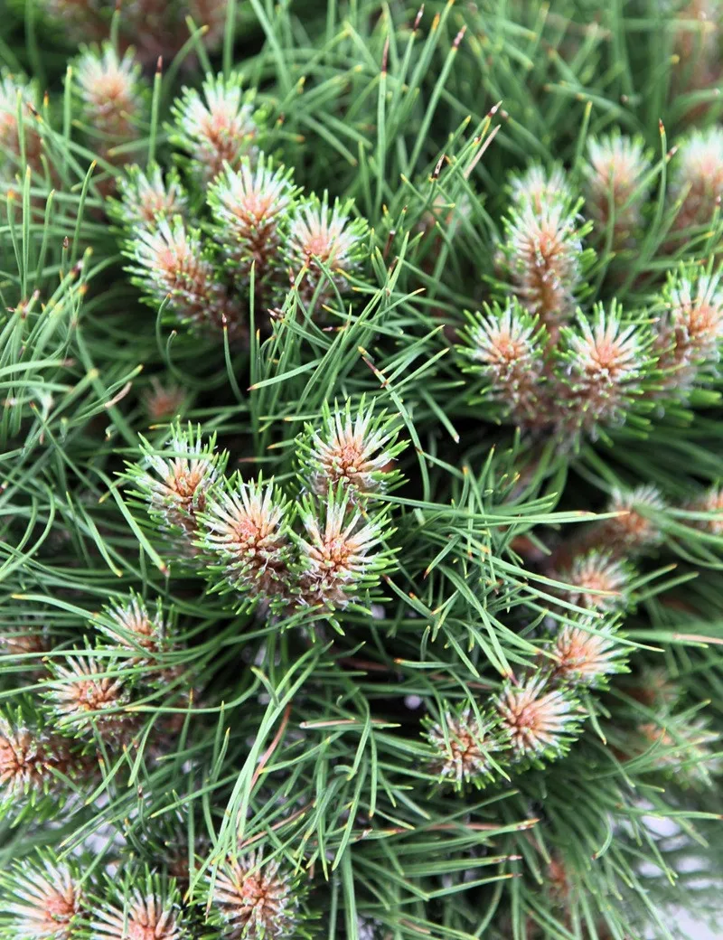 Pinus nigra ‘Marie Brégeon’ – Conifère nain en boule dense pour ...