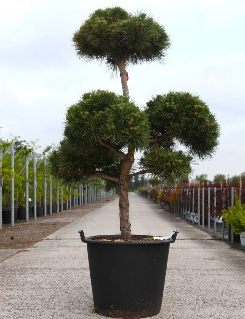 Pinus nigra ‘Marie Brégeon’ – Conifère nain en boule dense pour ...