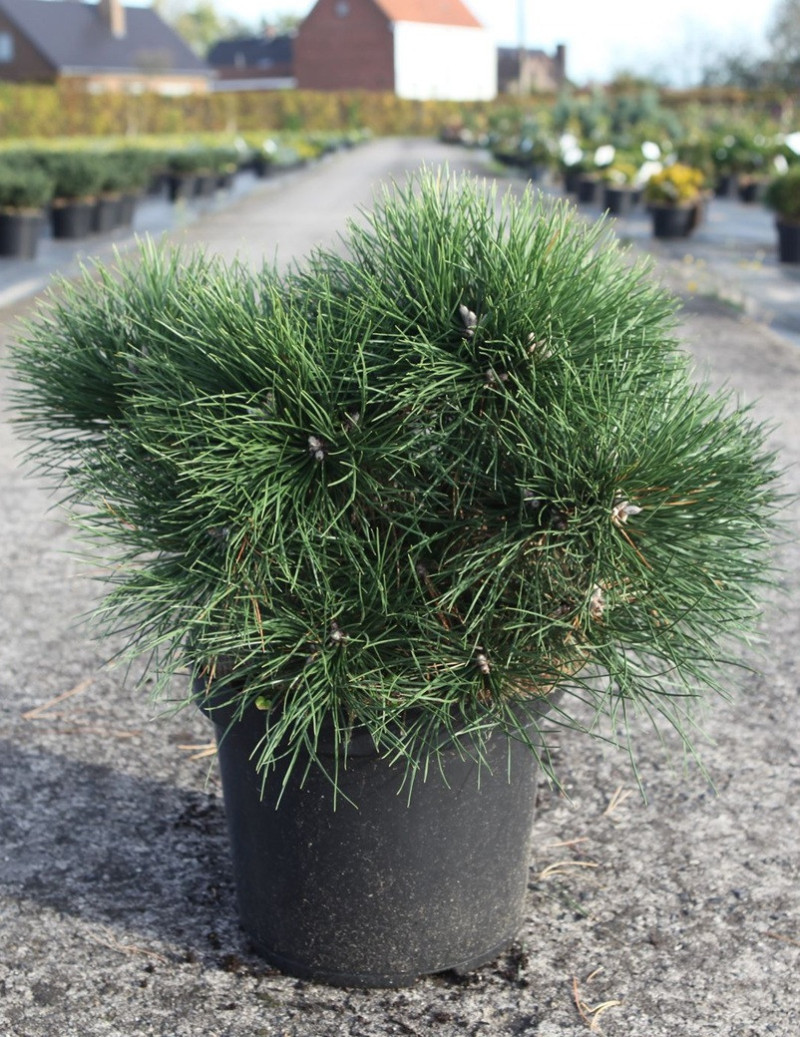 Pinus nigra ‘Nana’ – Conifère nain compact, idéal rocailles, terrasses ...