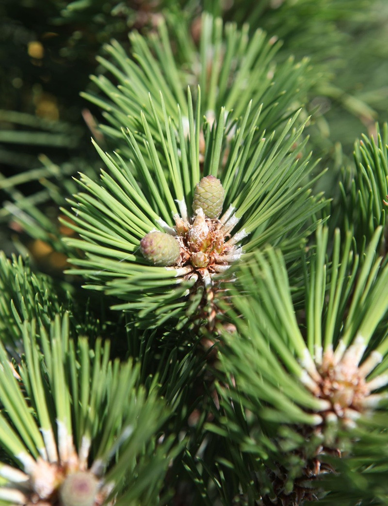 Pinus nigra ‘Nana’ – Conifère nain compact, idéal rocailles, terrasses ...
