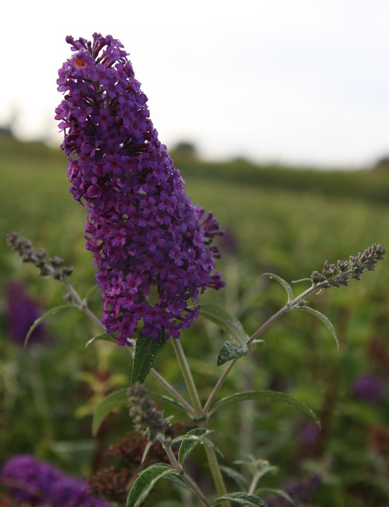 Buddleja davidii Psychedelic Sky arbuste à papillons violet intense